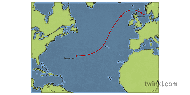 Sargasso Sea Eel Migration Map Ocean America Europe Sciences Scotland KS2
