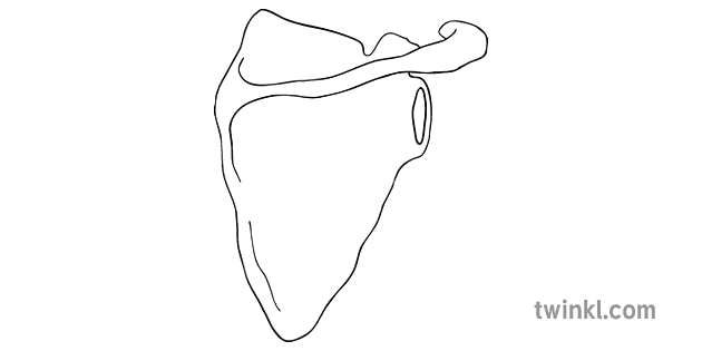 escápula corpo humano cabeça anatomia esqueleto ks3 ks4 bw rgb