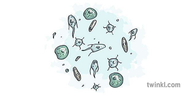 Single Celled Organisms Sea Sealife Ocean Water Blue Planet Rapid Response