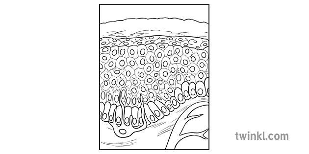 skin cells close up diagram science secondary bw rgb Illustration - Twinkl