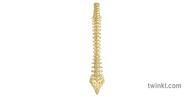 spine back view diagram saidheans àrd sgoil Illustration - Twinkl