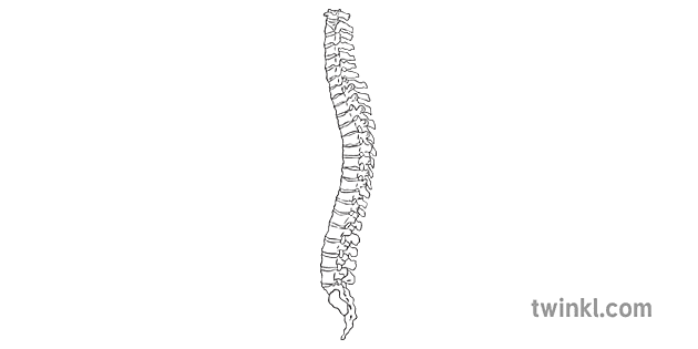Spine side view diagram science Secondary bw rgb Illustration - Twinkl