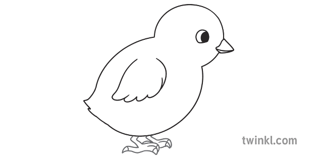 paso 6 cómo dibujar una actividad de dibujo de pollito ks1 blanco y ...