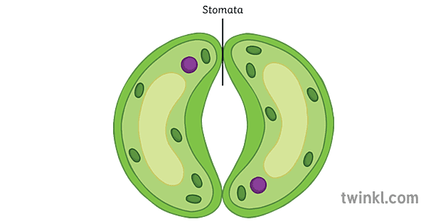 Stomata Illustration - Twinkl