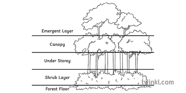 istruktura ng isang tropikal rainforest silid aralan mangement ...