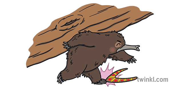 The Boomerang Hits the Echidnas Feet Cut out Illustration - Twinkl