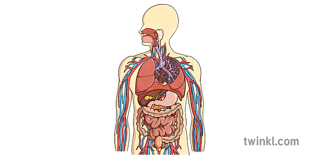 The Human Body Respiratory Urinary Circulatory Digestive System KS2