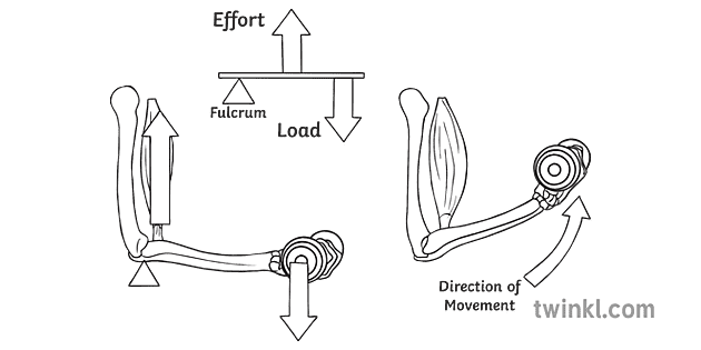 Third Class Lever System Diagram Load Effort Fulcrum Movement Skeleton PE