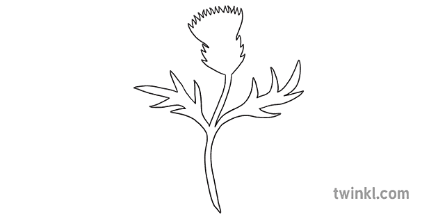 thistle template outline ks1 black and white rgb - Twinkl
