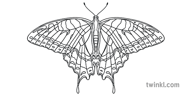 Tiger Swallowtail Butterfly Illustration - Twinkl