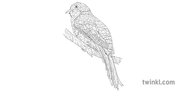 tocororo animal mozambic national bird cuban trogon geography roi ks2 black