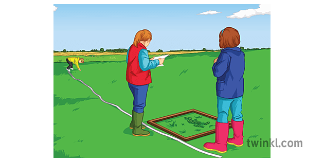 transect line quadrats elm orta Illustration - Twinkl