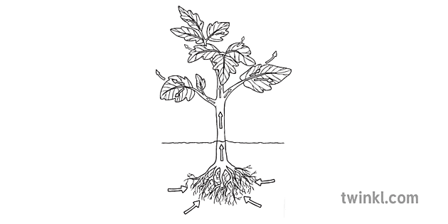 Transpiration schwarz weiß Illustration - Twinkl