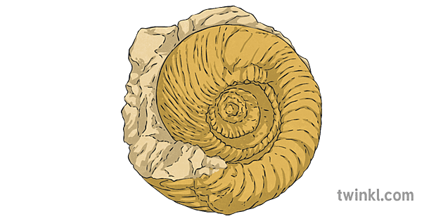 tropites subbullatus fósil cefalópodo paleontología ciencia ks2 ...