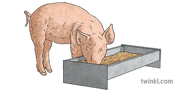 trog met vark diere plaas planit spelling ks2 1 Illustration - Twinkl