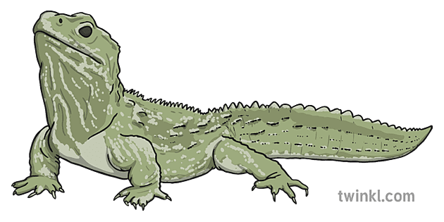 tuatara, lacerta normalis oculi Illustration - Twinkl