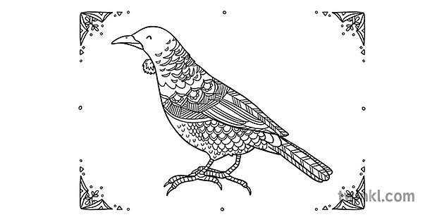 Tui Coloring Colouring Pages Zealand Adult Bird Sheets Nz Maori Books ...