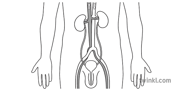 diagrama ciència sistema urinari més enllà del blanc negre Illustration