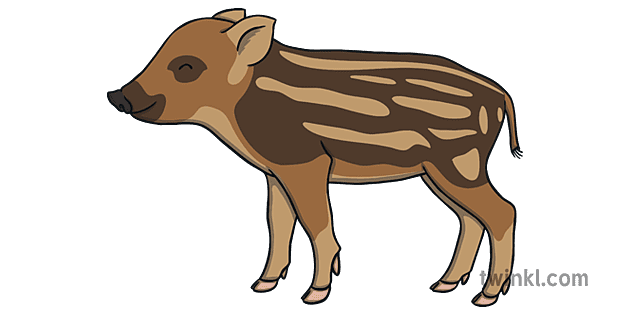 egan boar piglet marcassin ẹranko ẹranko ks1 Illustration - Twinkl