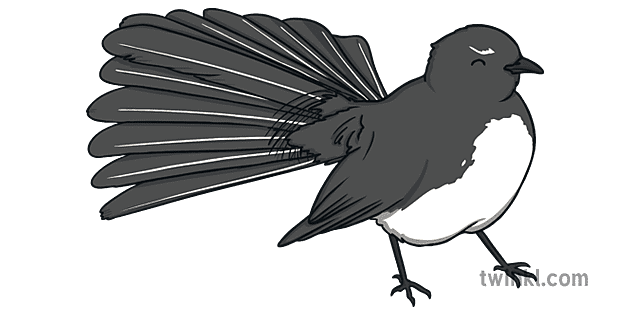 willy wagtail bird australia animal wildlife noongar aboriginal ...