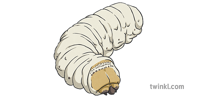 witchetty grub Traditional aboriginal food Australia ks2 Illustration ...
