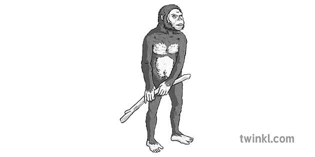 Australopithecus Africanus Black and White Illustration - Twinkl