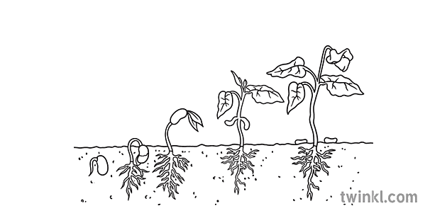 bean life cycle with background black and white rgb ver 1 Illustration