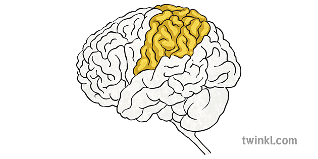 roro parietal lobes miramira Illustration - Twinkl