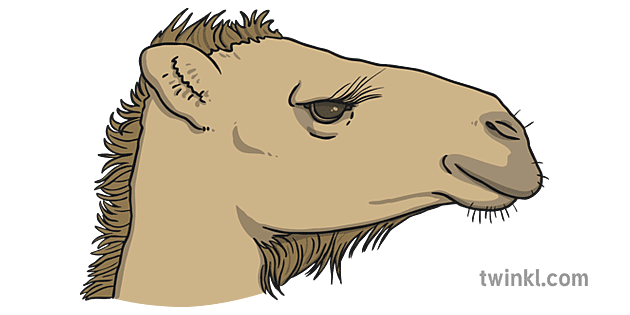 muka unta Illustration - Twinkl