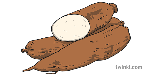 Cassava Illustration - Twinkl