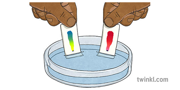 Chromatography Illustration - Twinkl