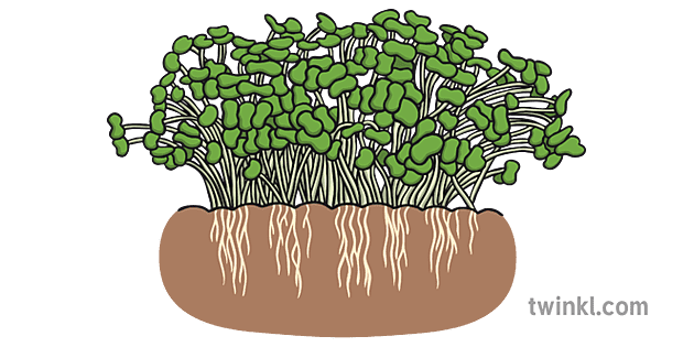 cress Illustration - Twinkl