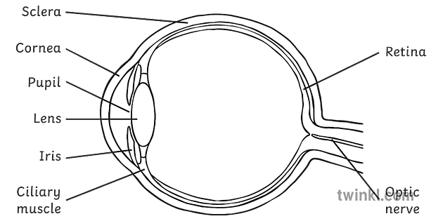Diagrama Da Vis o Lateral Do Olho Em Preto E Branco