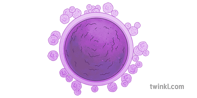 mga egg cell Illustration - Twinkl