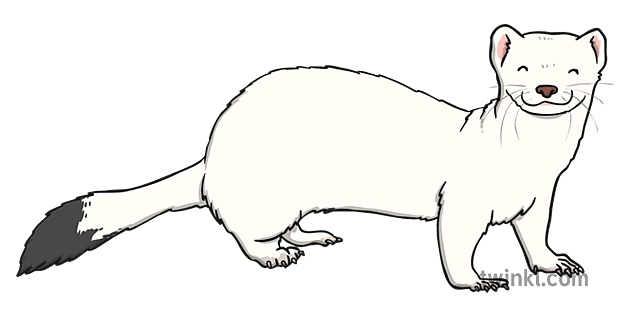 ermine Illustration - Twinkl