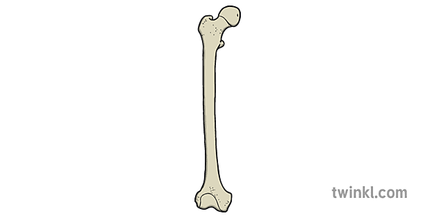 Femur Dibujo Twinkl