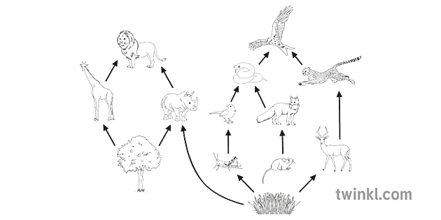 Food Webs Black and White - Twinkl
