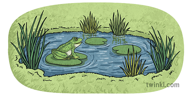 Frog Facts for Kids | Biology | Twinkl Teaching Wiki