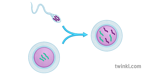 gametos Illustration - Twinkl