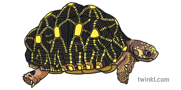 Fynbos Biome | South Africa | Info And Teaching Resources