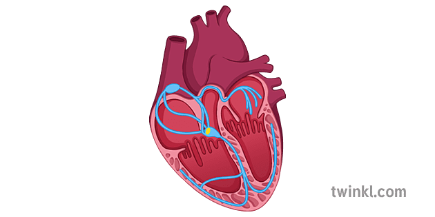 diagrama de corazon Illustration