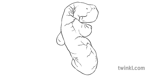 Kangaroo Embryo Black and White Illustration - Twinkl
