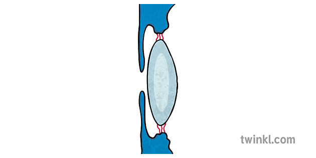 cristalino y músculo ciliar 2 Illustration - Twinkl