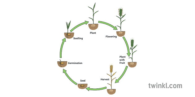 Life Cycle of Wheat Ver 1 - Twinkl