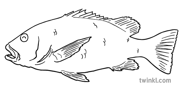 Mangrove Jack Mangrove Red Snapper Fish Twinkl Eyes Black and White