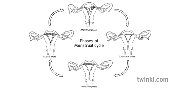 Menstrual Cycle Labelled Black and White - Twinkl