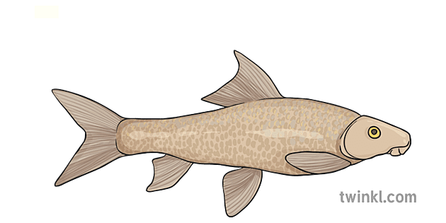 mudfish Illustration - Twinkl