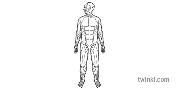 sistema muscular blanco y negro rgb ver 1 Illustration - Twinkl