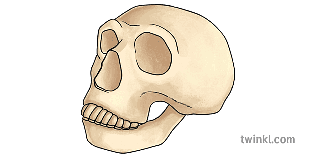 Neanderthal Skull Illustration