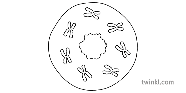 nucleus ojii na acha ọcha Illustration - Twinkl